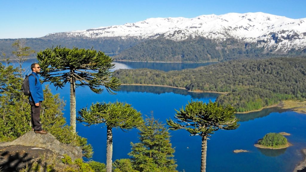 Así es Araucaria, el árbol nacional de Chile | Conocedores.com ... Así es Araucaria, el árbol nacional de Chile | Conocedores.com ...